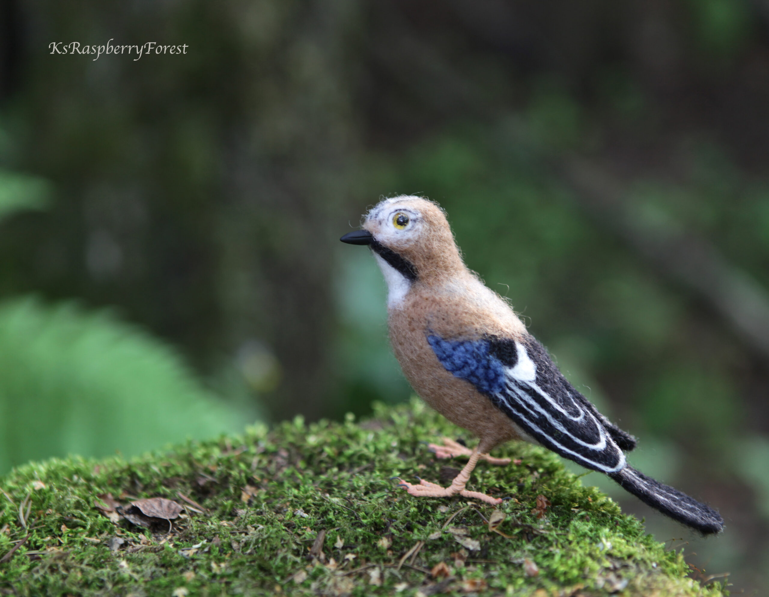 Jay Bird